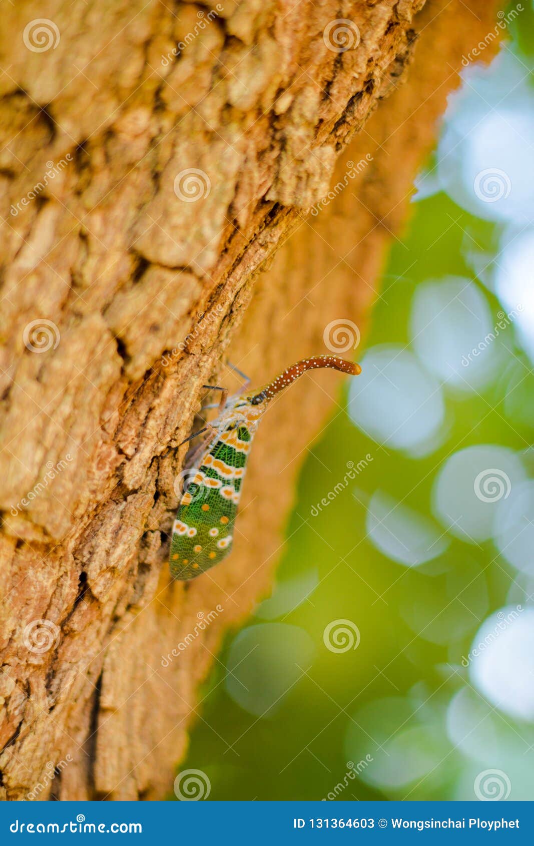 Insect on the tree stock image. Image of tropical, animal - 131364603