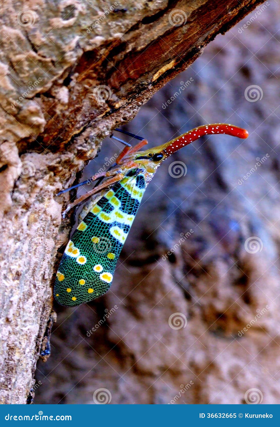 A Lanternfly (lanthorn Fly) Stock Image - Image of pyrops, lanthorn ...