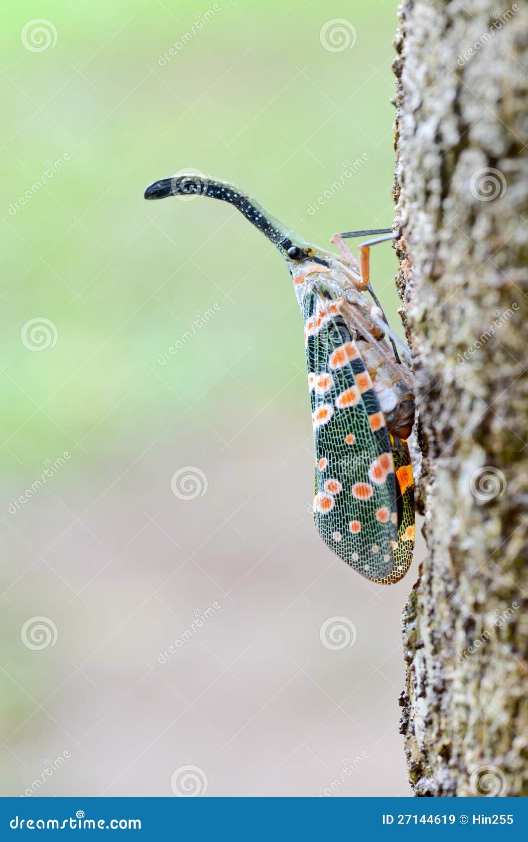 Lanternfly on the tree stock image. Image of lychee, wings - 27144619