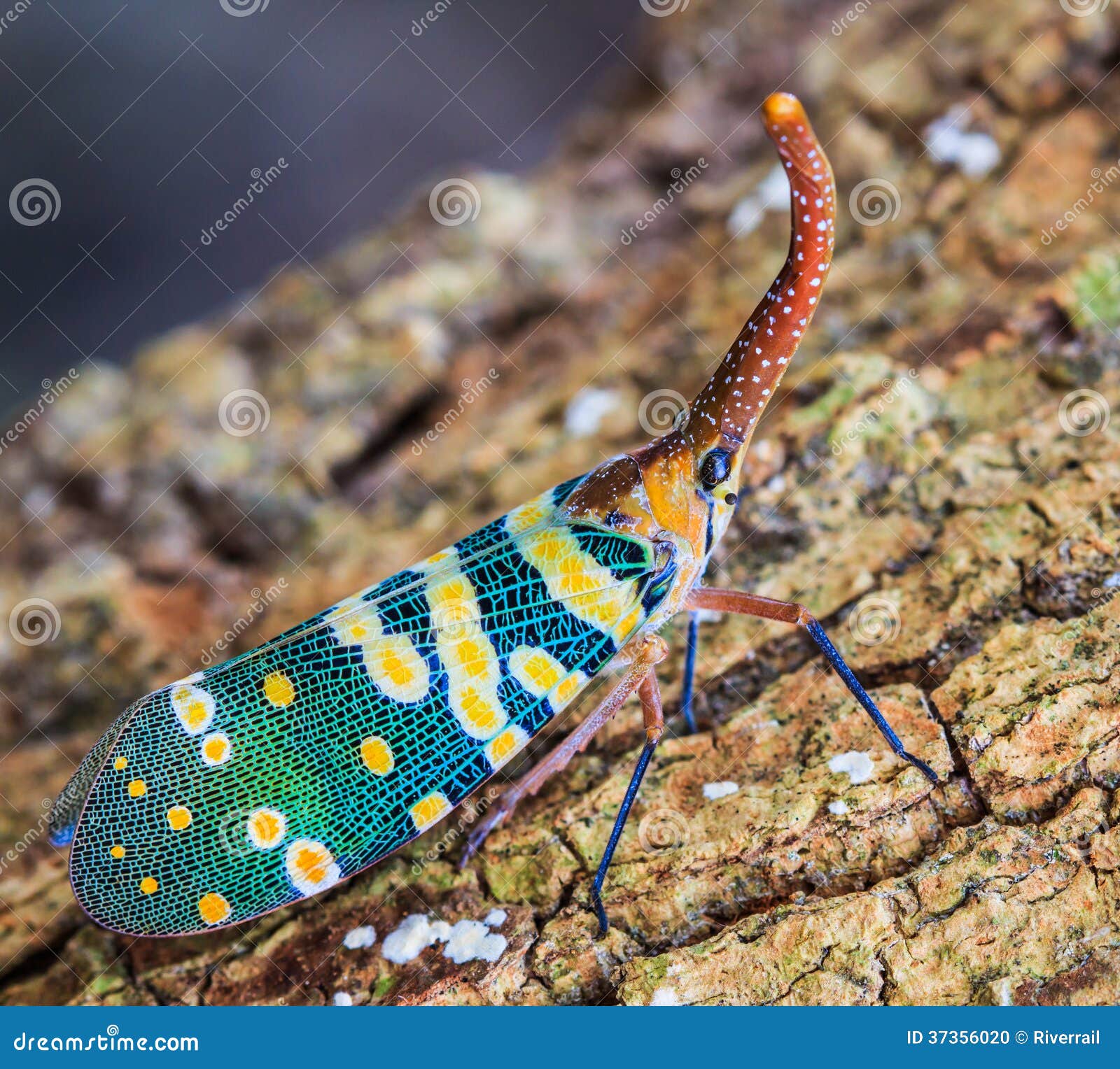Lanternfly stock photo. Image of insect, lanternaria - 37356020