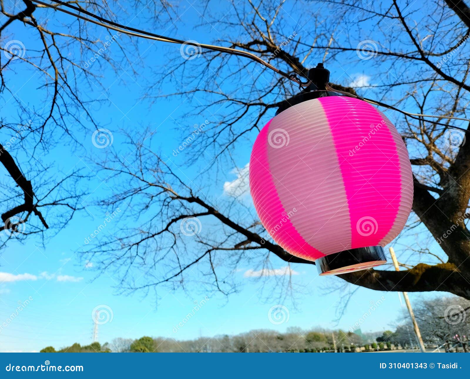 Lanterns Hanging from the Sakura Trees Stock Image - Image of sakura ...