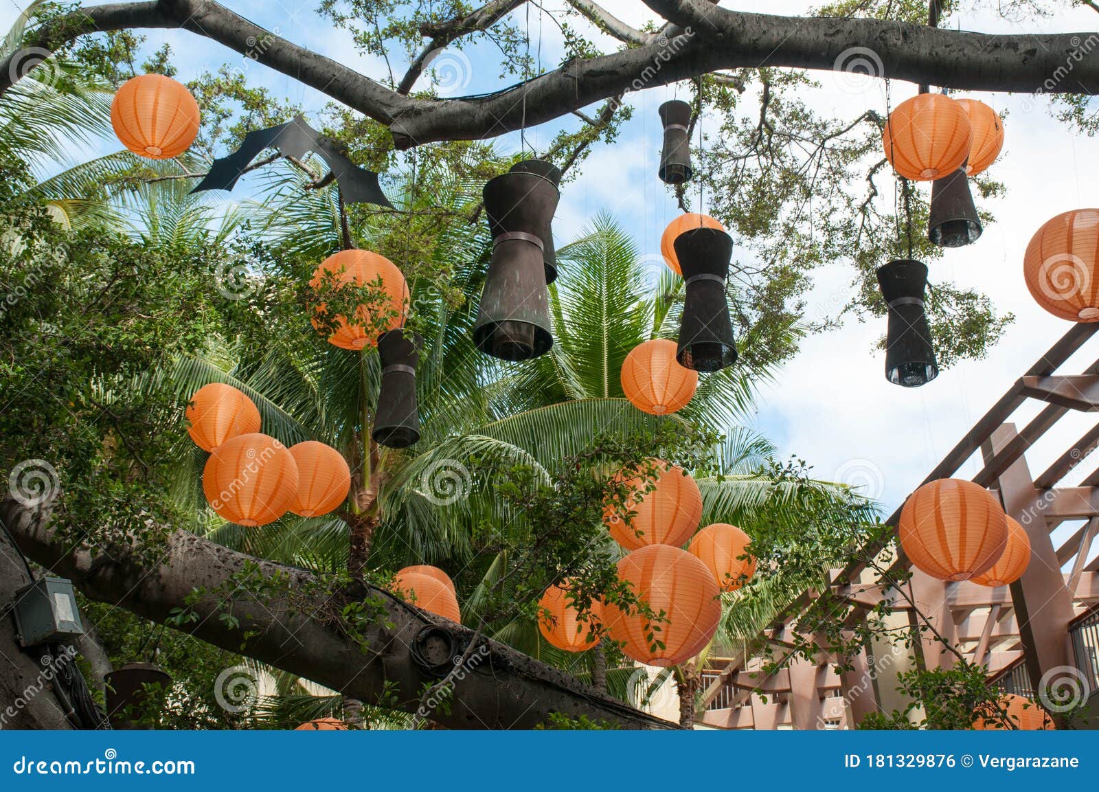 Lanterns Hung in a Monkey Pod Tree Stock Photo - Image of food ...