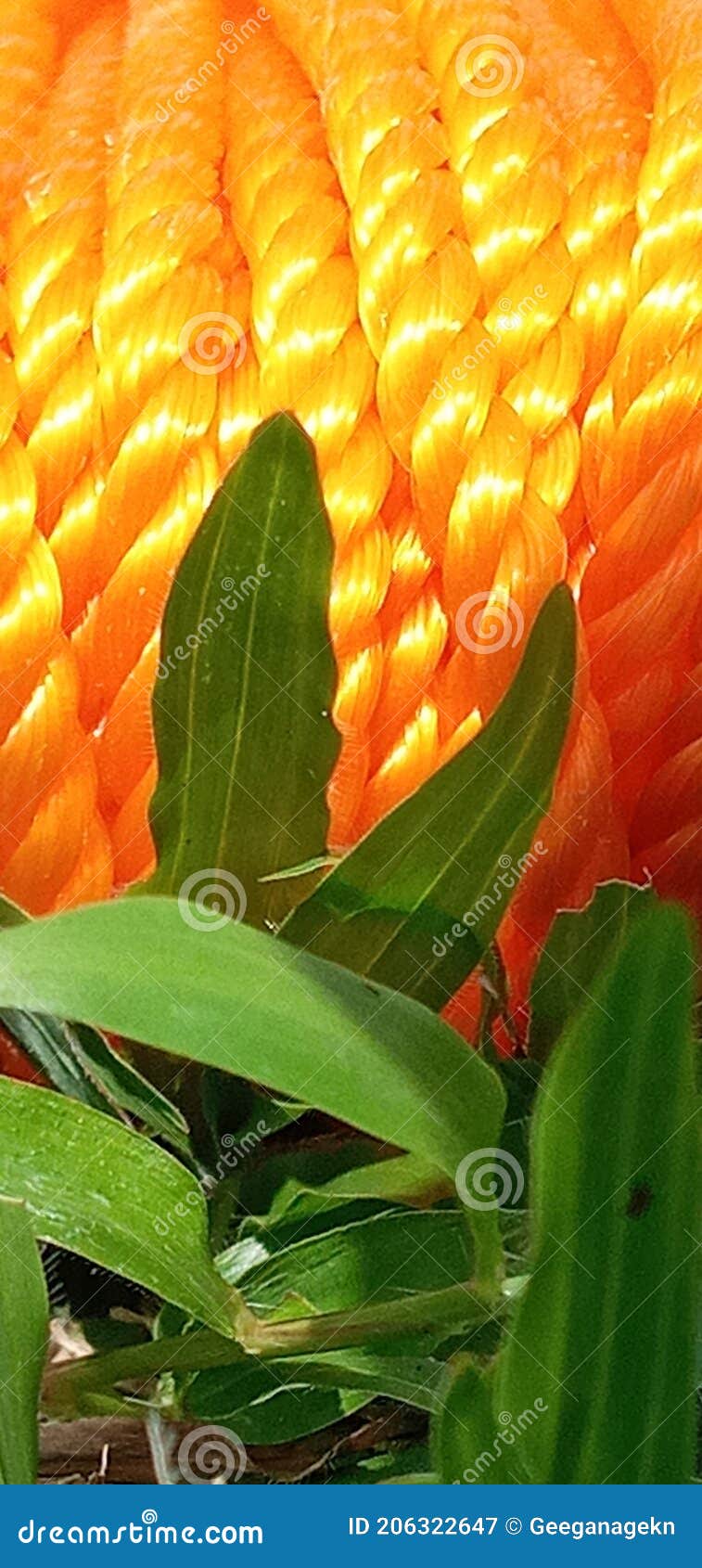 Lanu Photos - Free & Royalty-Free Stock Photos from Dreamstime