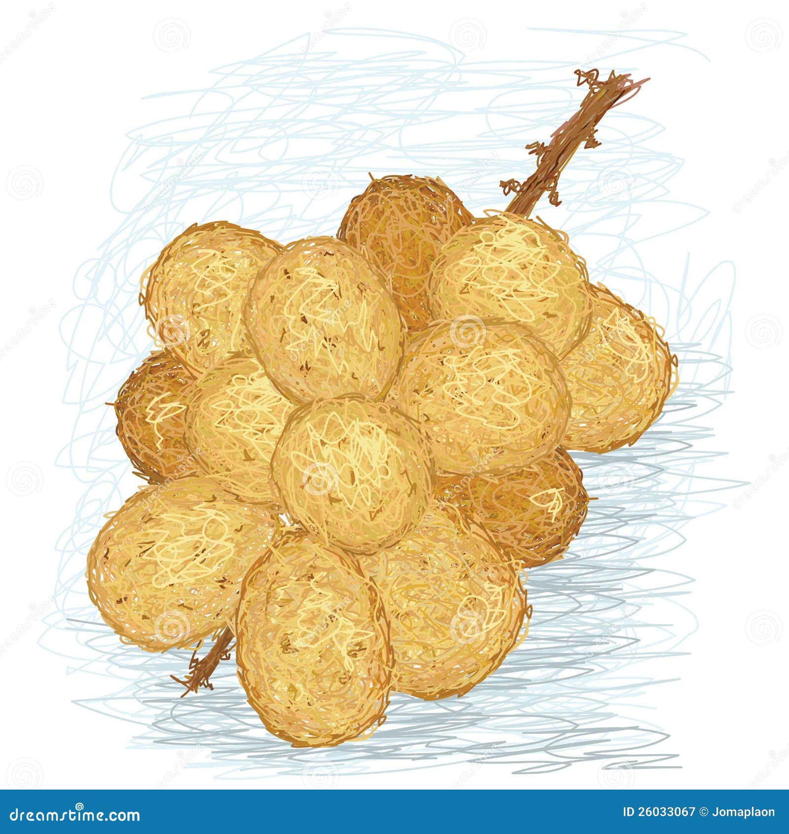 Lanzones stock vector. Illustration of healthy, isolated - 26033067