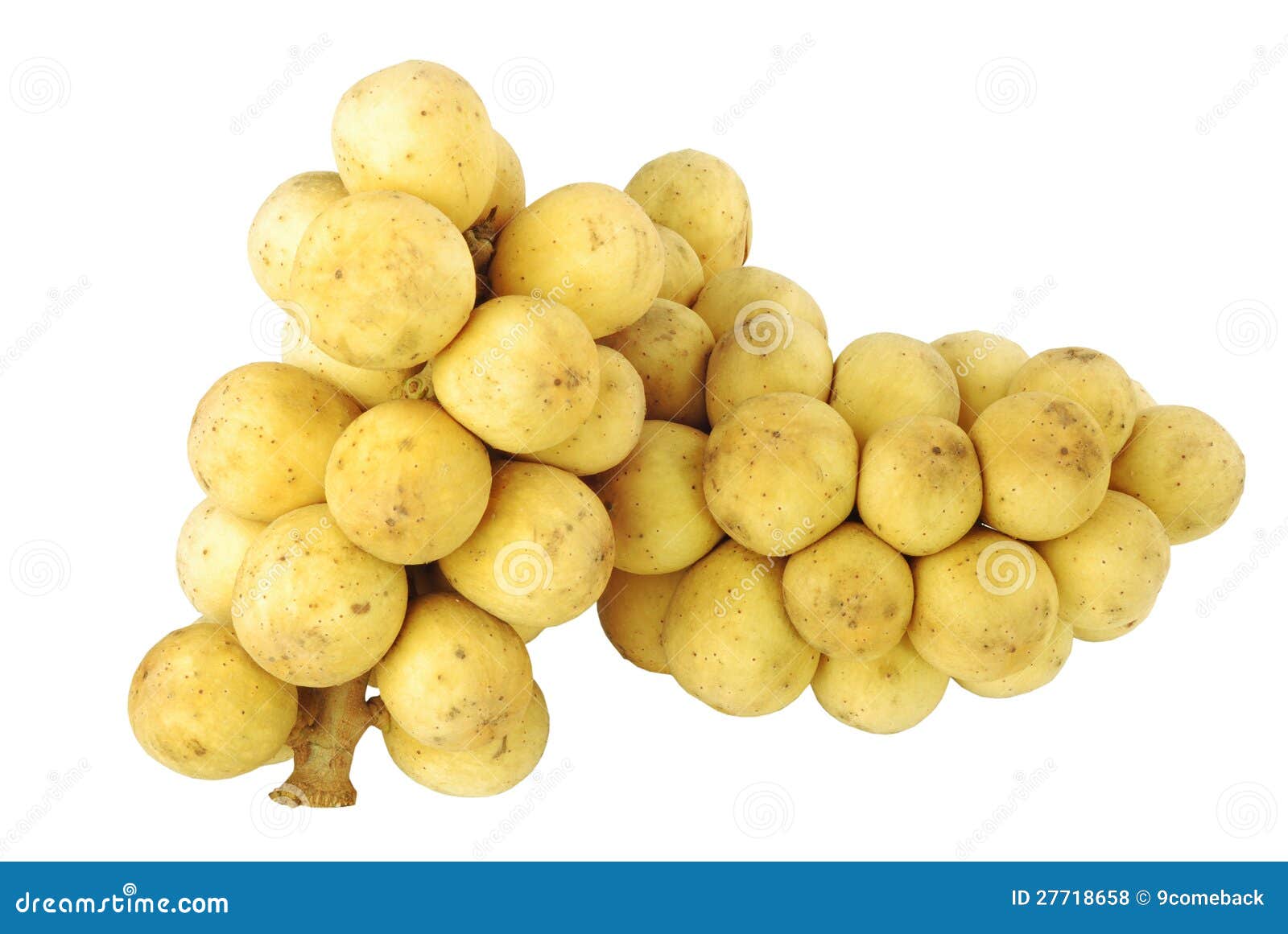 Lanzones Tree Clipart