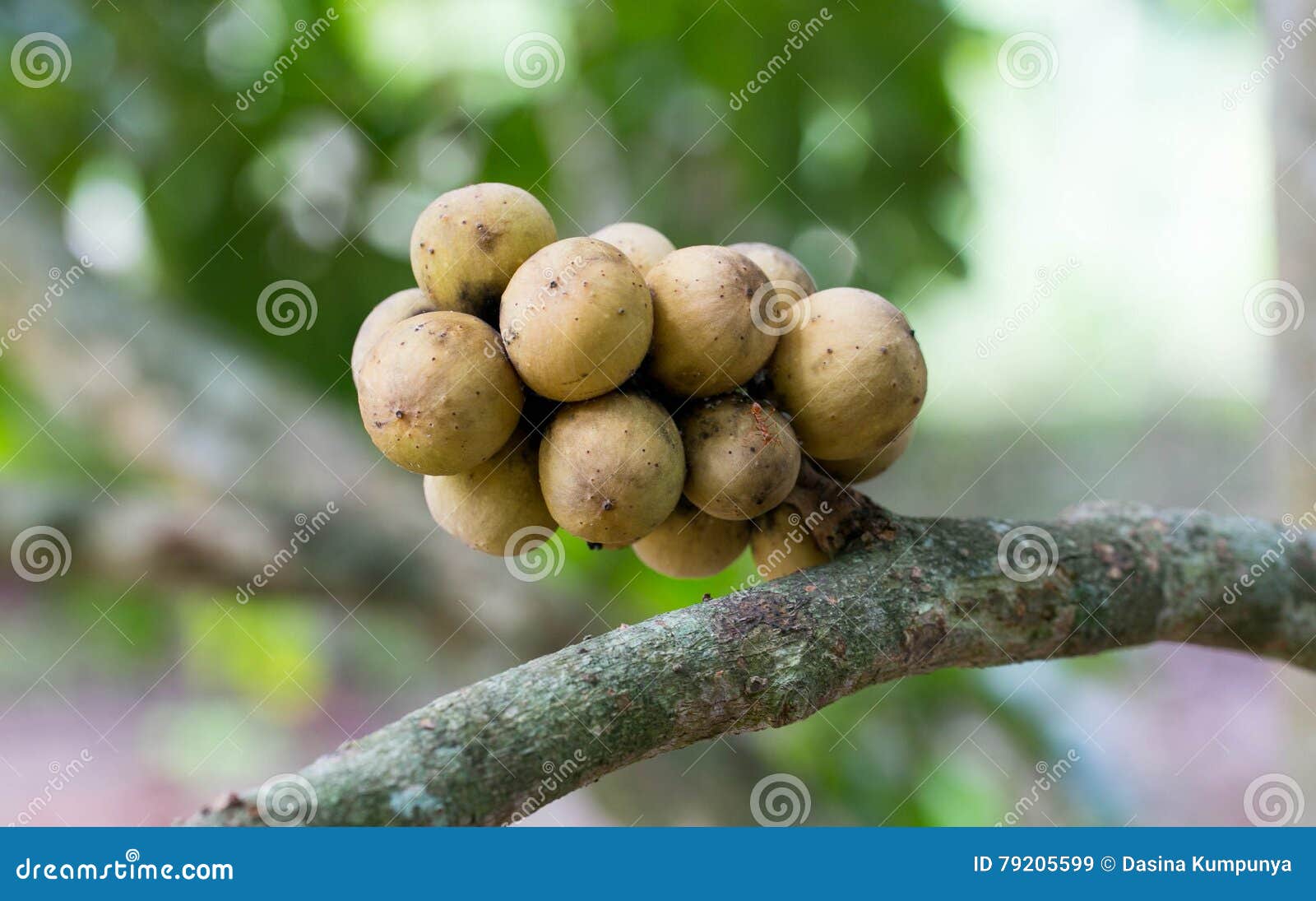 Lanzones stock image. Image of thailand, sweet, fresh - 79205599