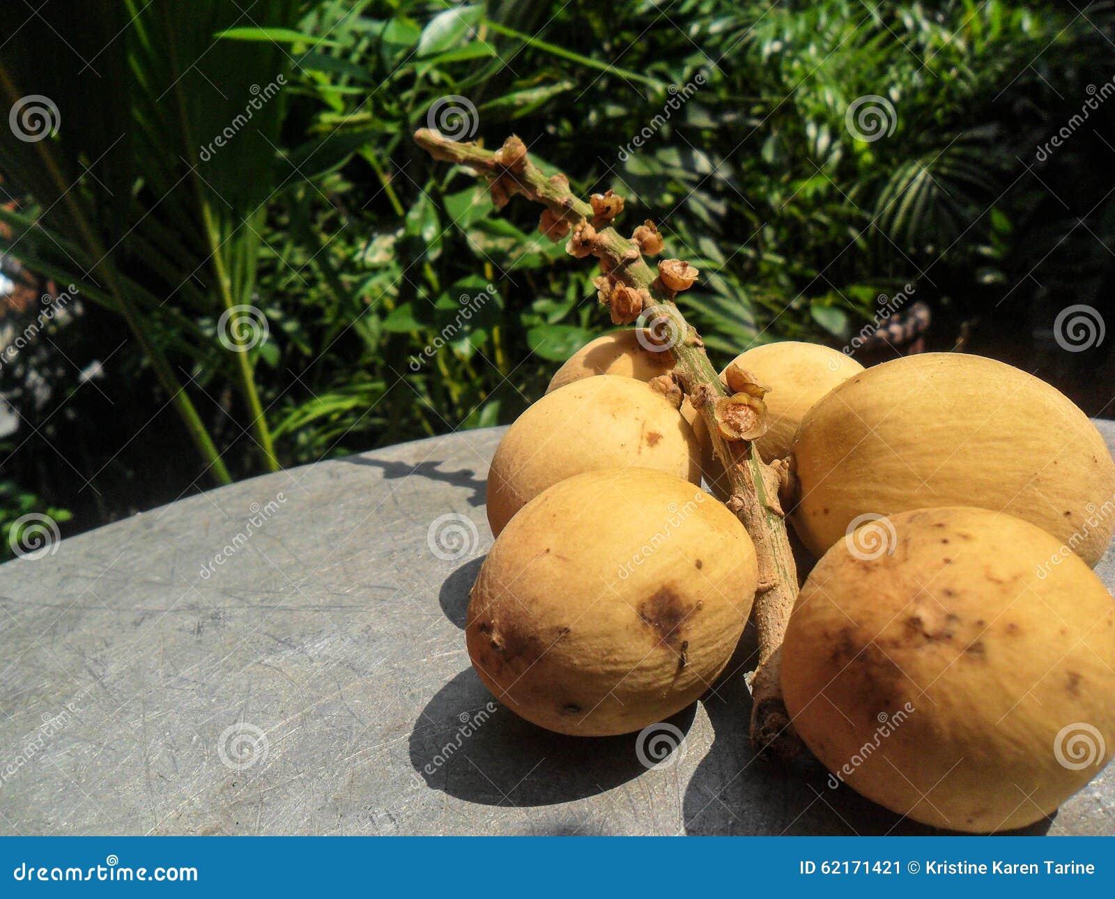 Lanzones Fruit stock image. Image of copy, produce, organic - 62171421