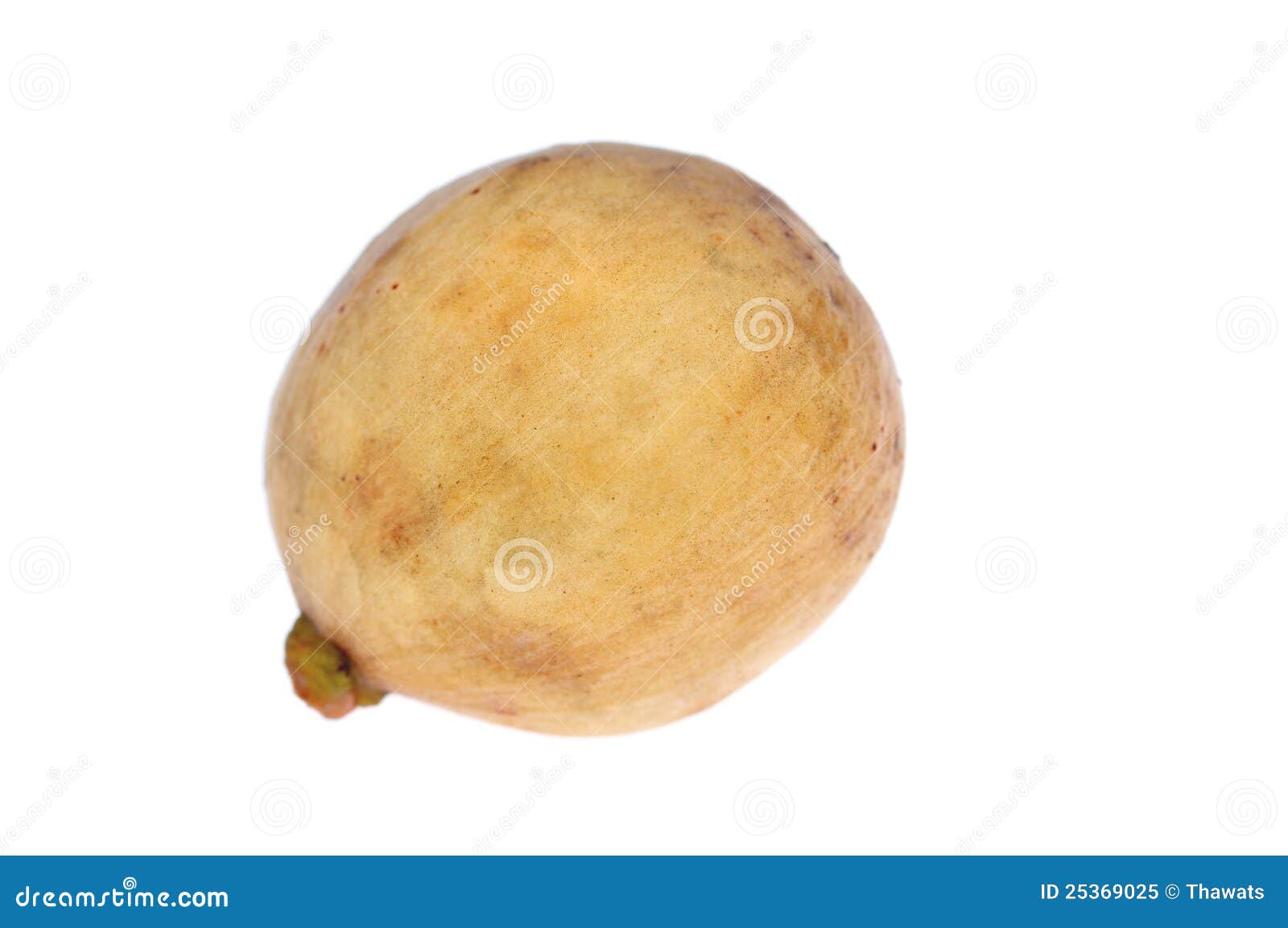 Lanzones fruit isolated stock image. Image of gourmet - 25369025