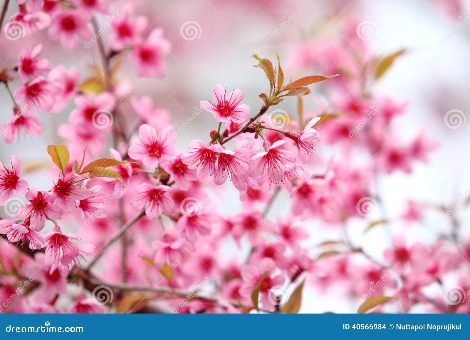Lao Sakura in Winter Season Stock Photo - Image of nature, peel: 40566984