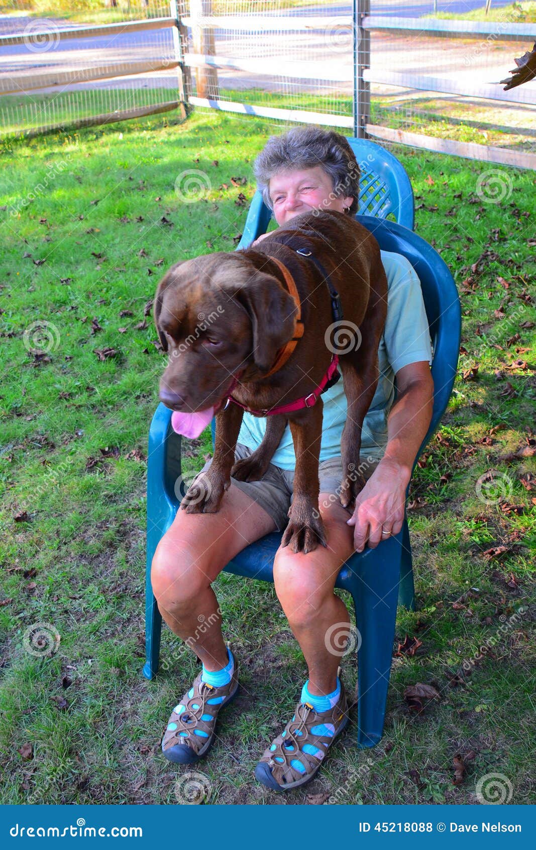 Lap dog stock photo. Image of companions, labrador, retriever - 45218088