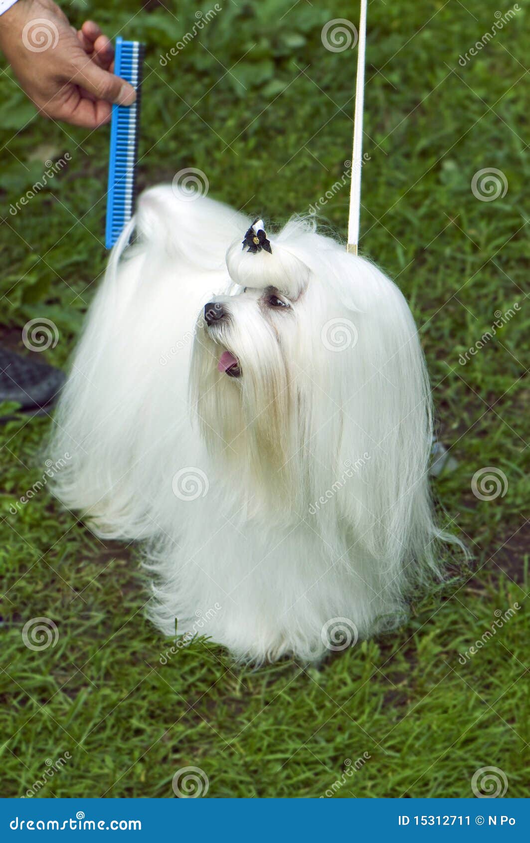 Lap-dog Maltés Well-groomed Foto editorial - Imagen de frondoso, verde ...