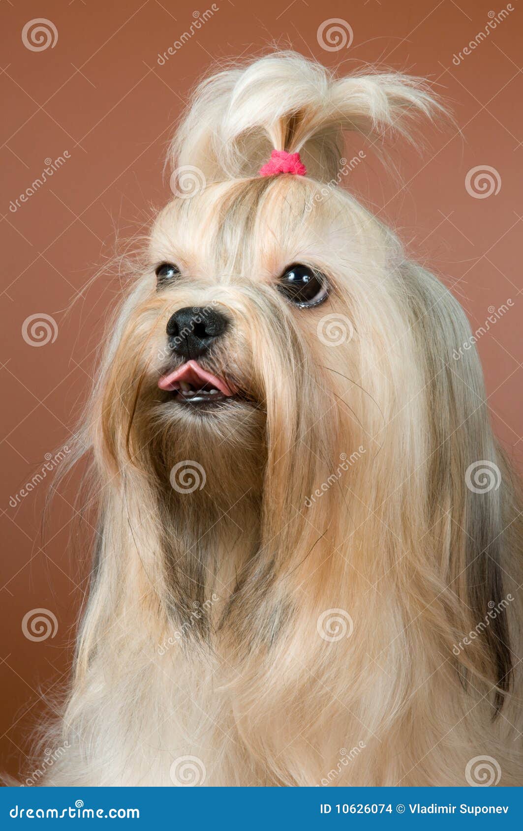 Lap-dog in studio stock photo. Image of puppy, face, fluffy - 10626074