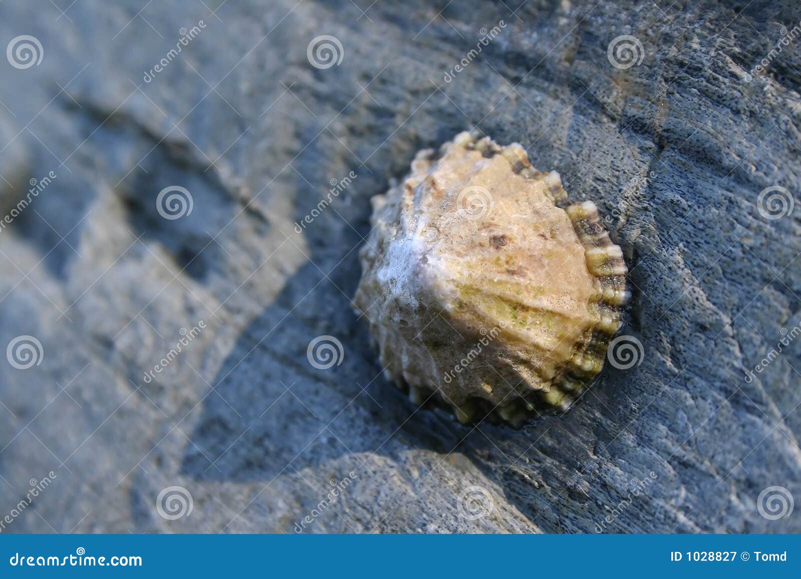 Lapa imagen de archivo. Imagen de costa, roca, océano - 1028827