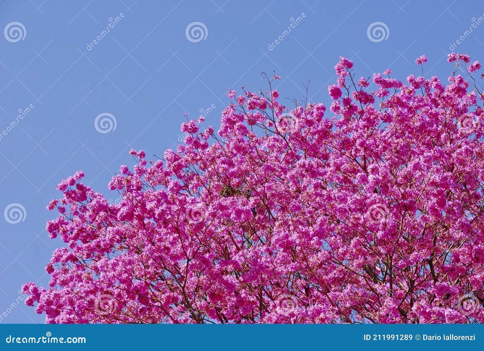 Lapacho tree in Bloom stock image. Image of paraguay - 211991289