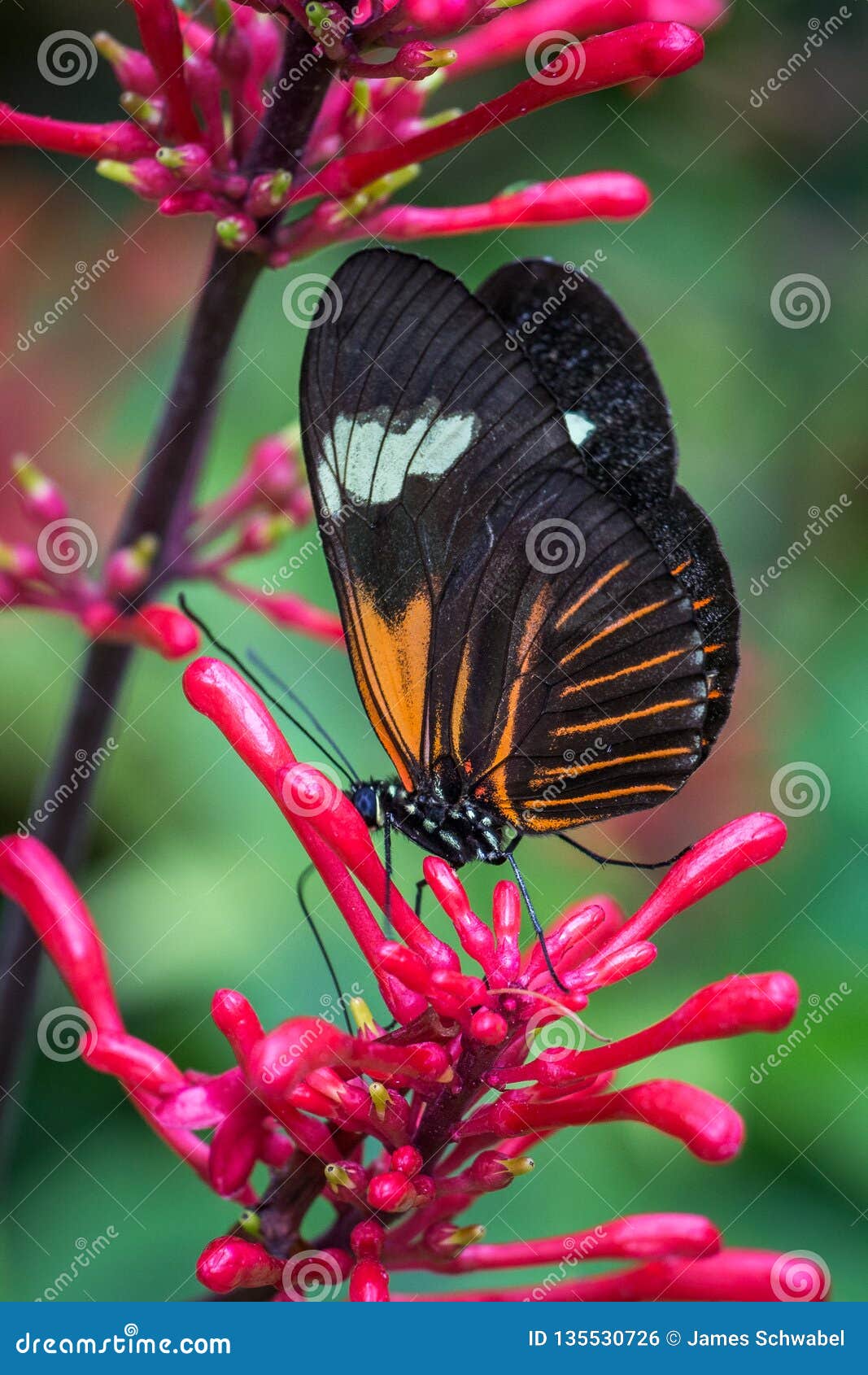 A Laparus Doris, the Doris Longwing or Doris Butterfly on a Red Flower ...
