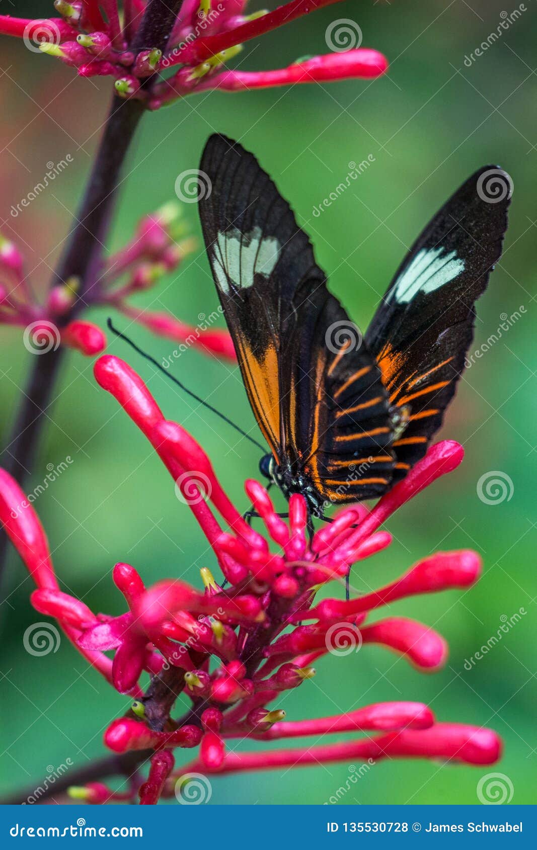 Laparus Doris, the Doris Longwing or Doris Butterfly on a Red Flower ...