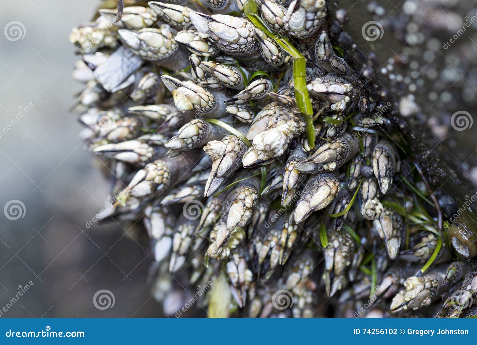 Lapas De Un Oif Del Racimo En Una Roca Foto de archivo - Imagen de ...