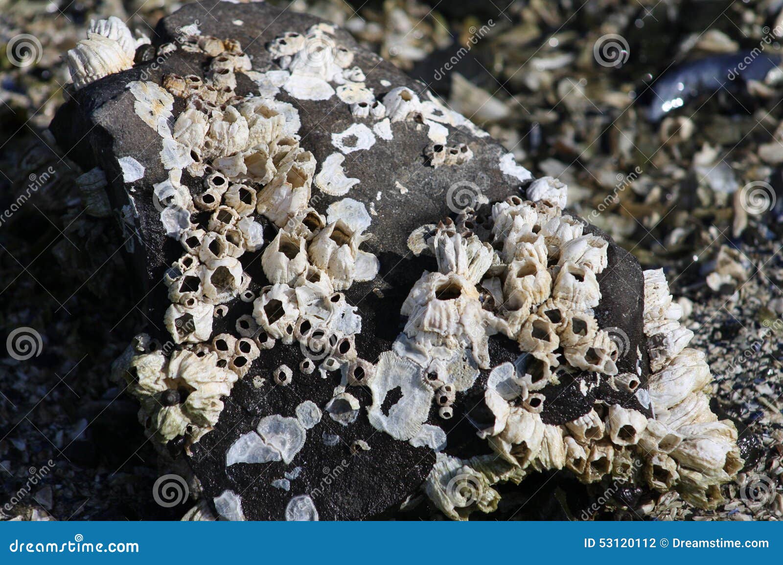 Lapas en rocas foto de archivo. Imagen de textura, blanco - 53120112