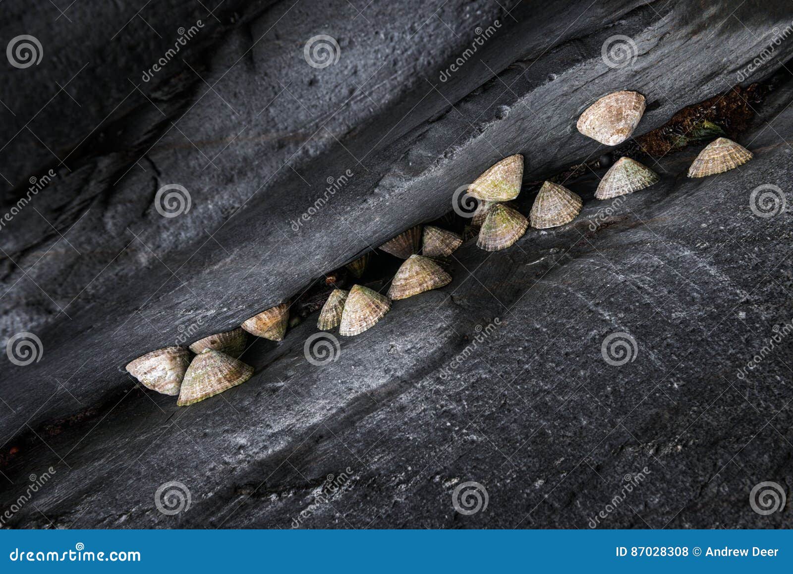 Lapas en rocas de la playa foto de archivo. Imagen de marina - 87028308