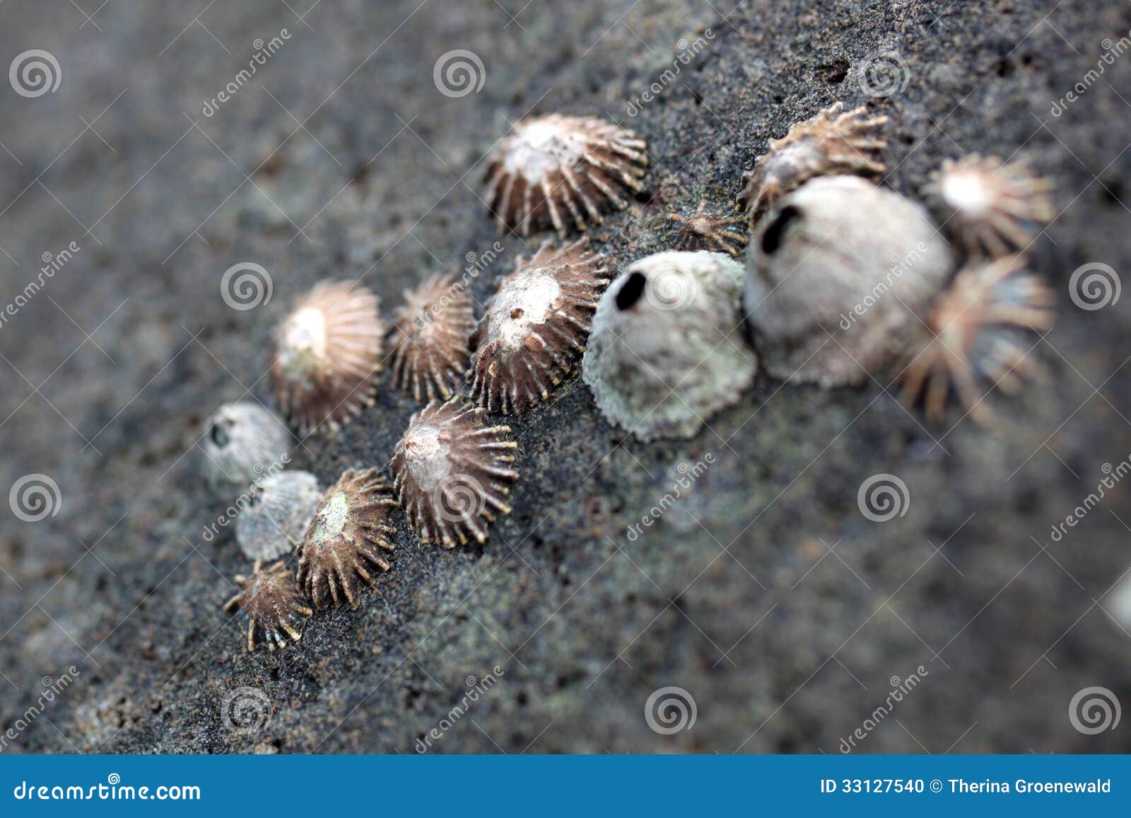 Lapas en una roca foto de archivo. Imagen de macro, rocas - 33127540