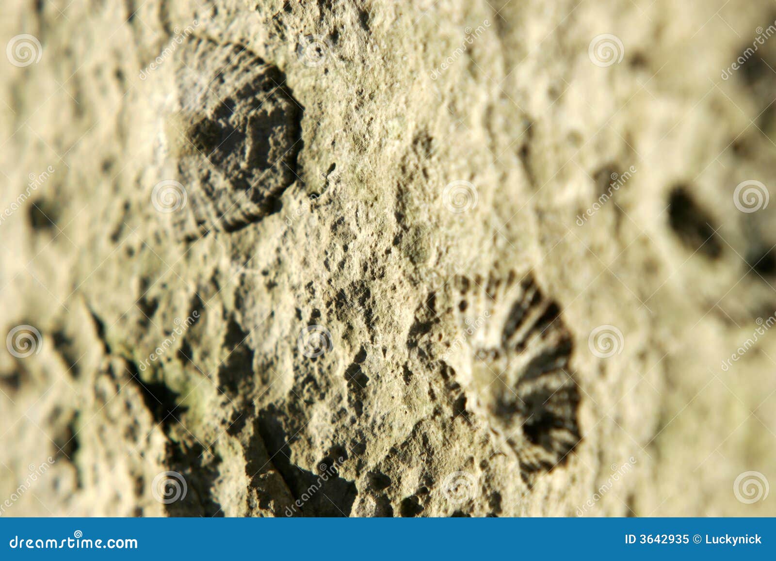 Lapas en una roca imagen de archivo. Imagen de piedra - 3642935