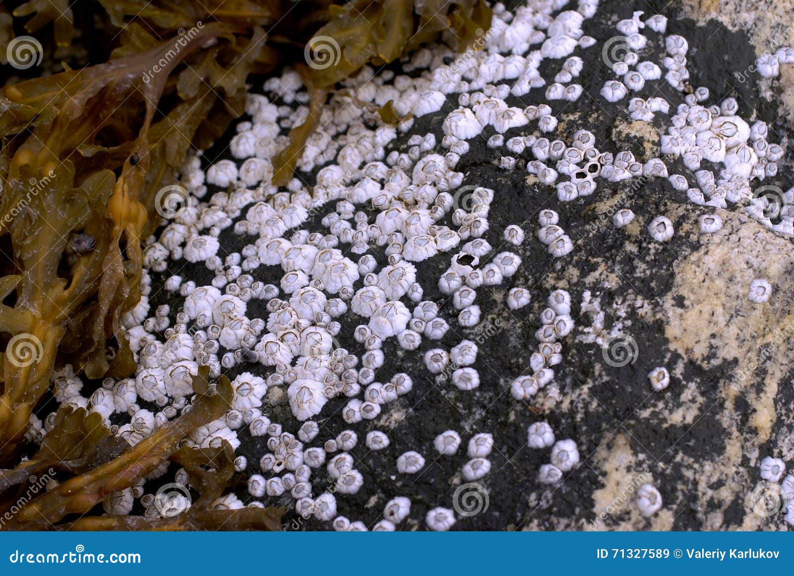 Lapas en una roca imagen de archivo. Imagen de marea - 71327589