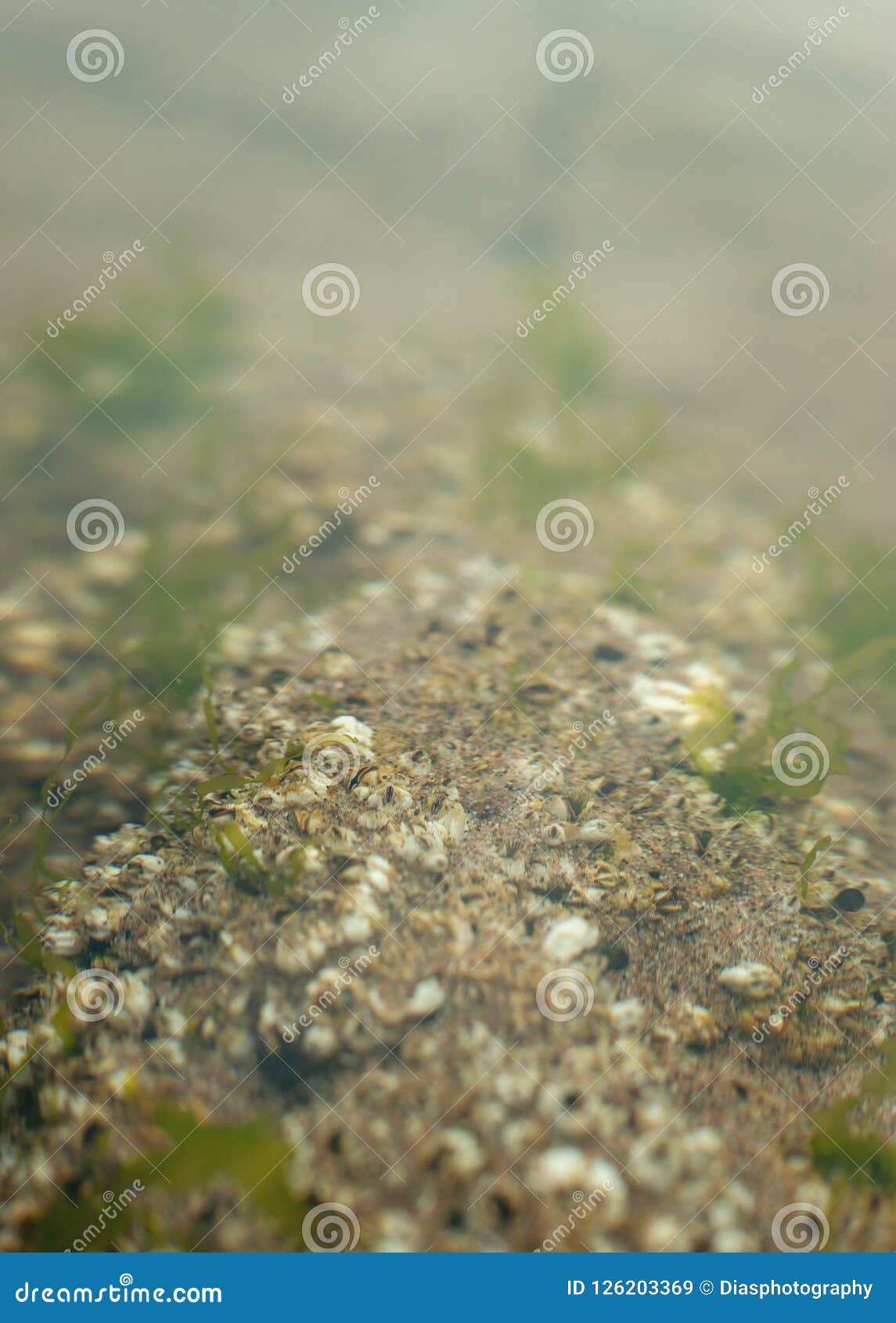 Lapas Que Se Abren En Un Submarino De La Roca Imagen de archivo ...