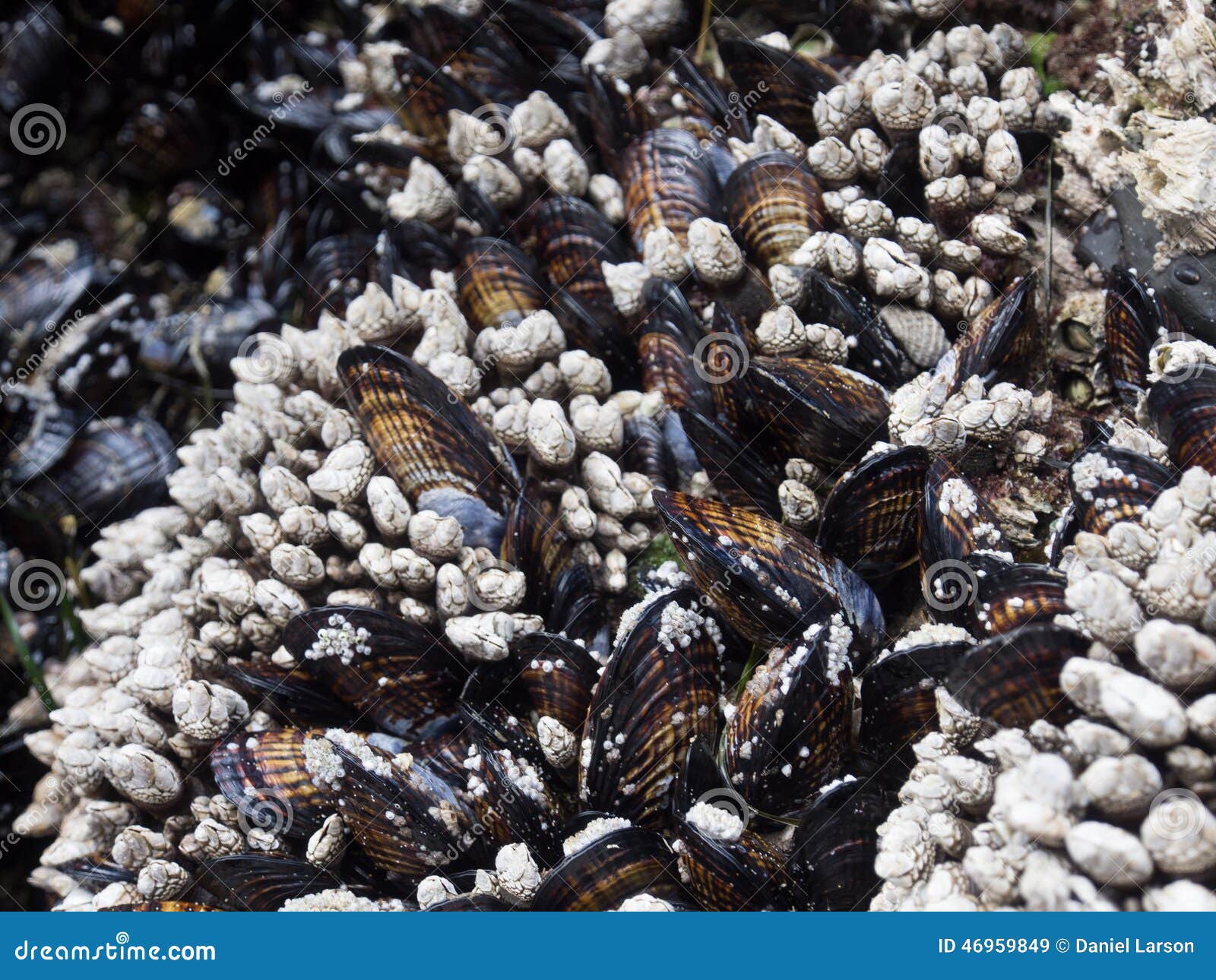 Lapas Y Rocas De Marea, Parque De Estado De Ecola, Oregon Imagen de ...