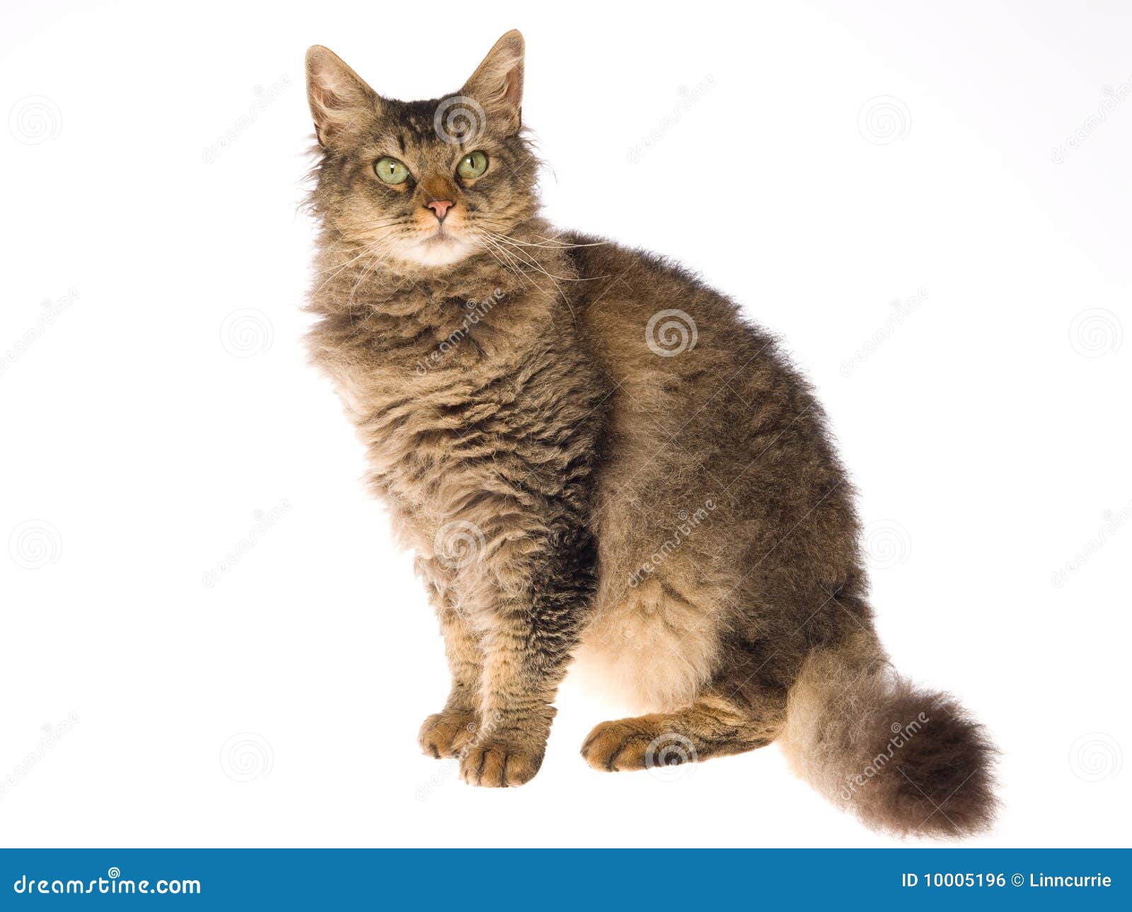 160 Laperm Cat Photos - Free & Royalty-Free Stock Photos from Dreamstime