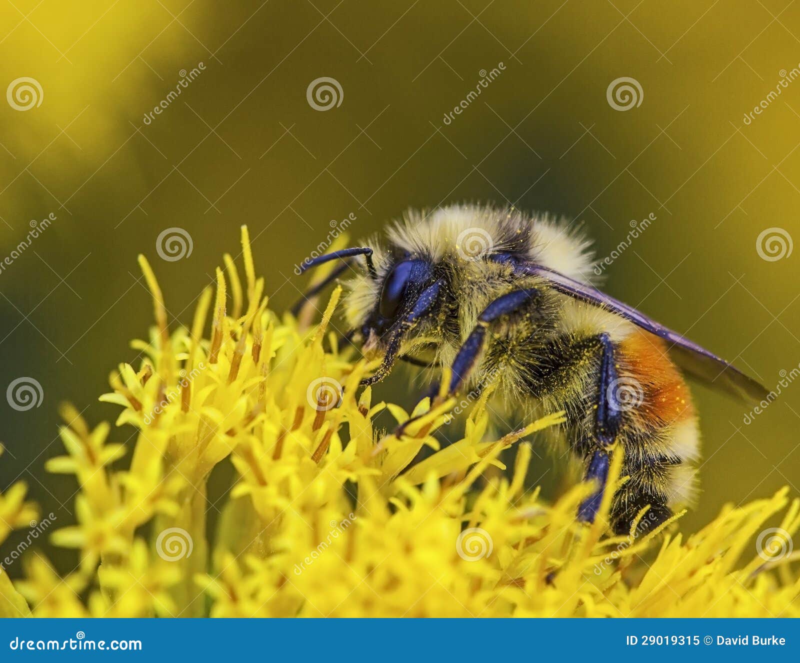 Lapidarius Rosso-munito Occidentale Del Bombus Del Bombo Immagine Stock ...