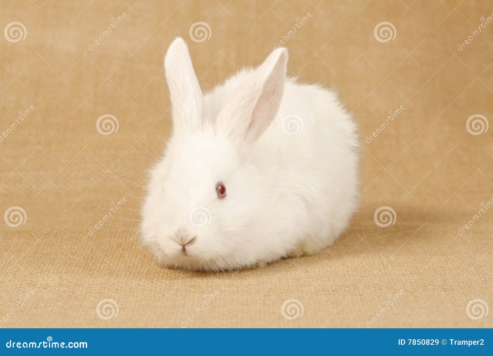 Lapin Albinos Image. Image: 7850829