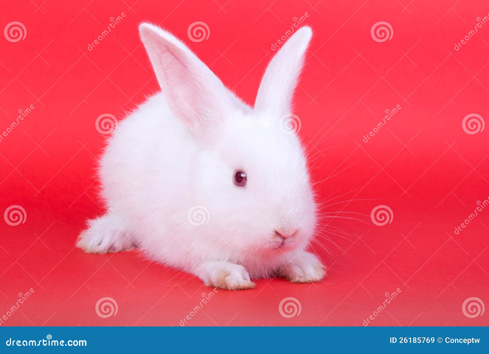Lapin blanc image stock. Image du rouge, animal, oreilles - 26185769