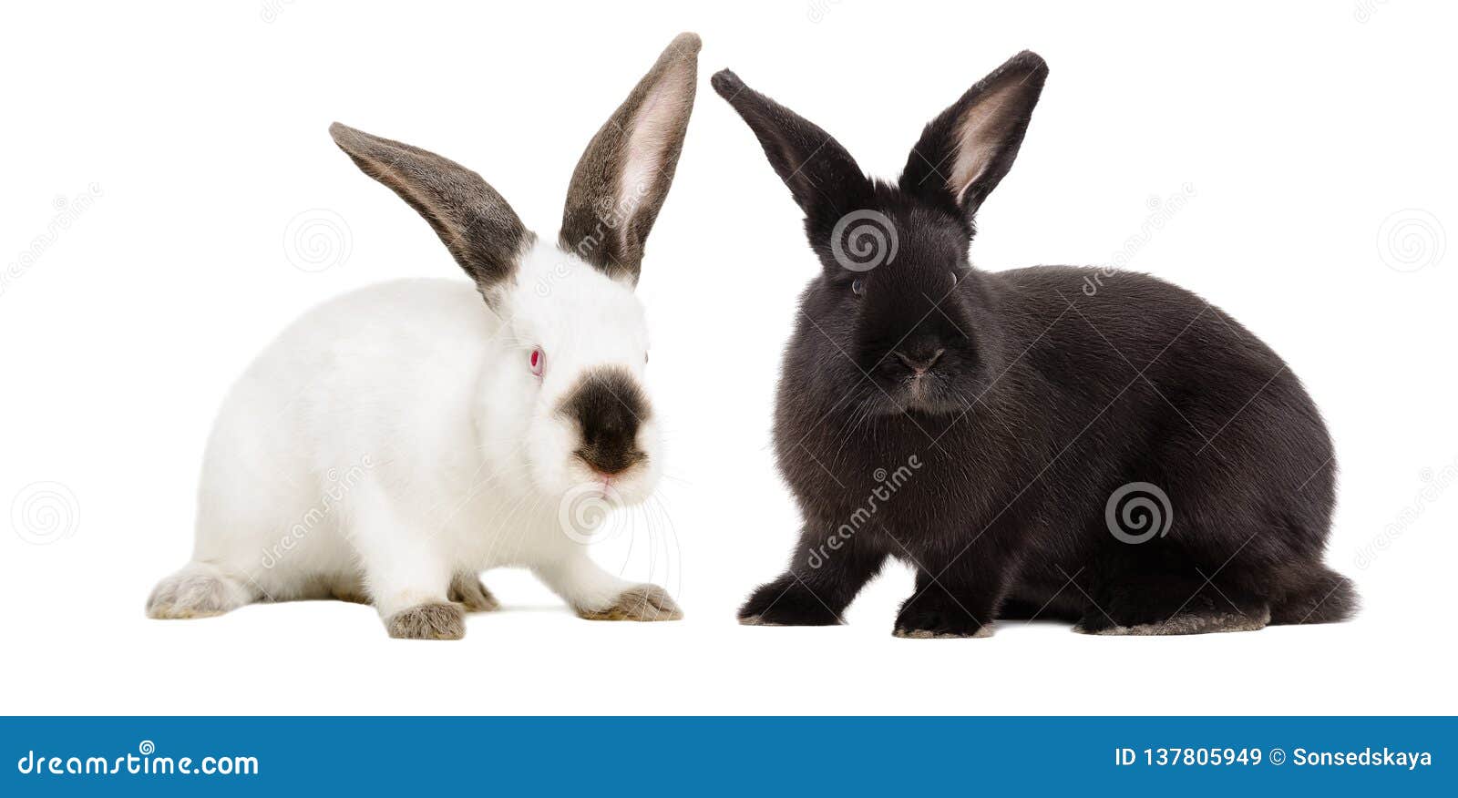 835 Lapin Blanc Albinos Photos libres de droits et gratuites de Dreamstime