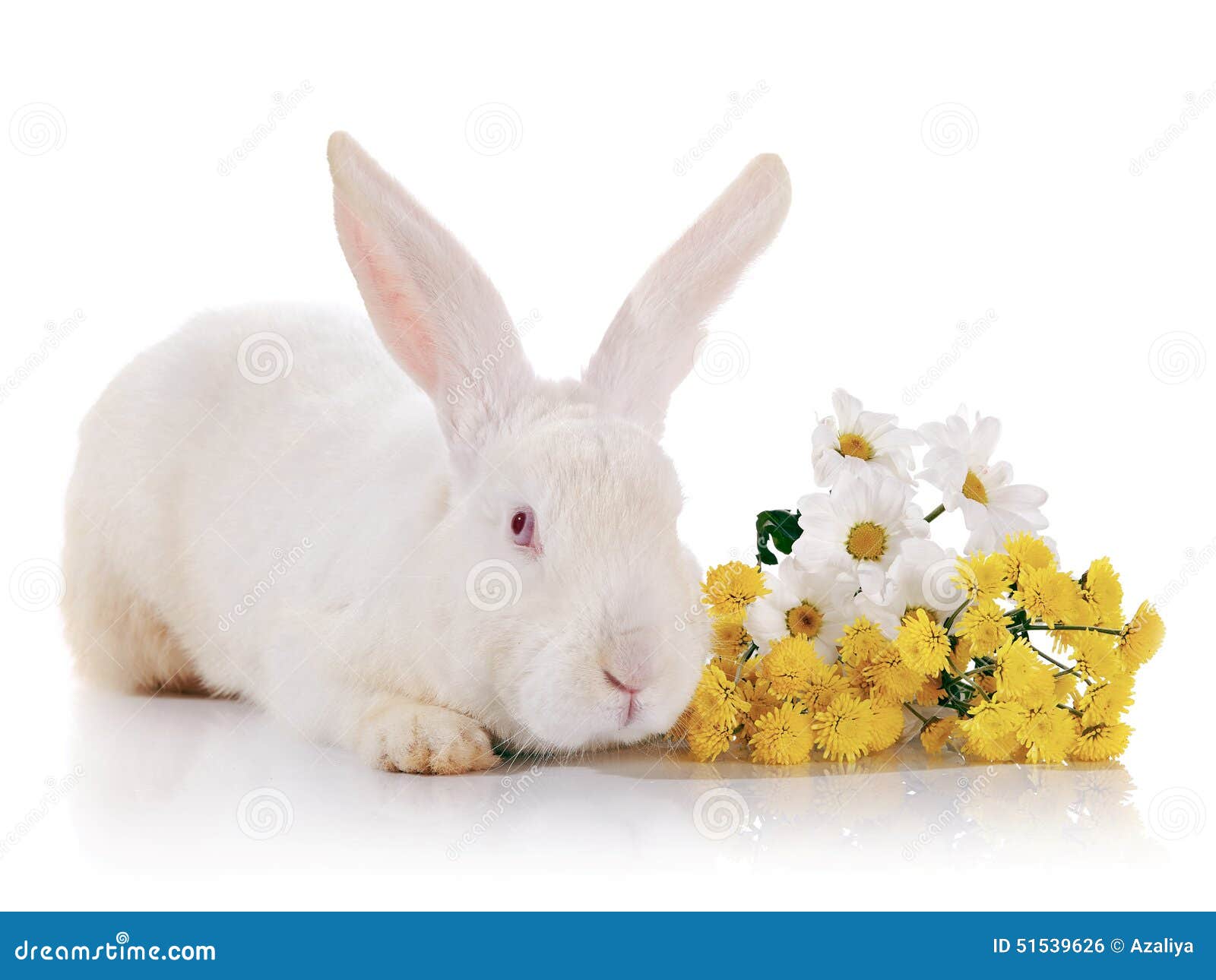 Lapin Blanc Avec Les Yeux Rouges Avec Des Fleurs Photo stock - Image du ...