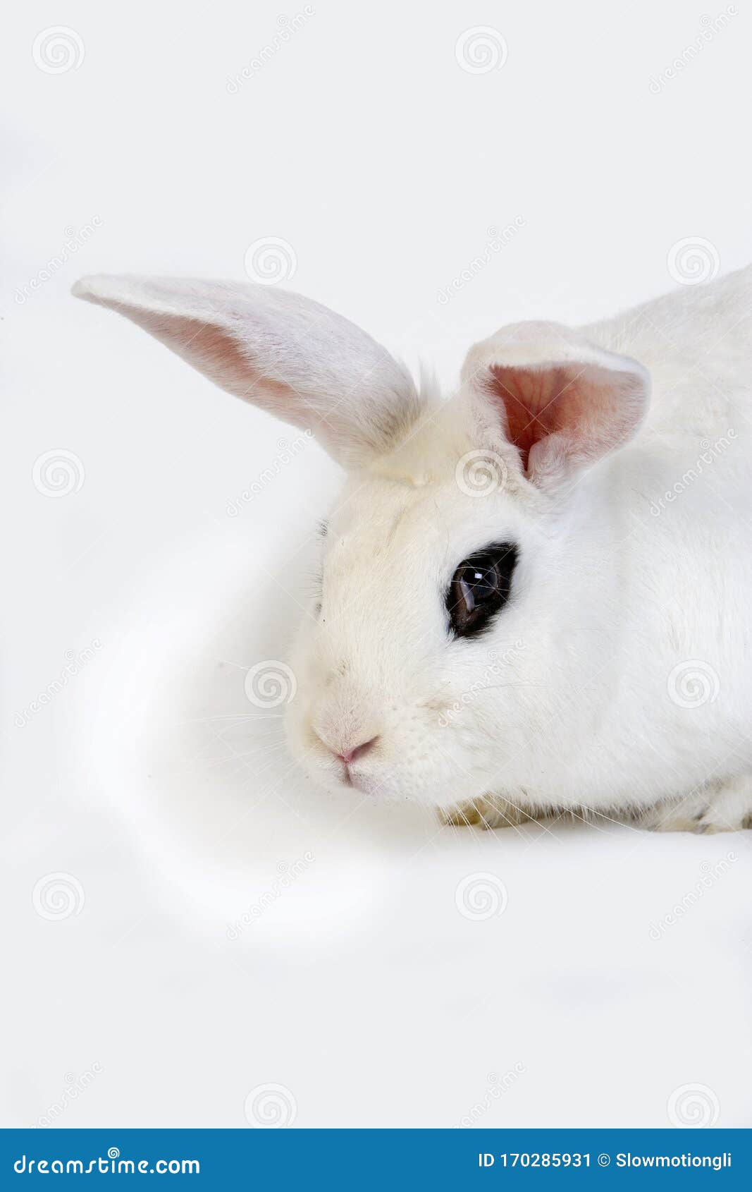 LAPIN BLANC DE HOTOT stock image. Image of portrait - 170285931