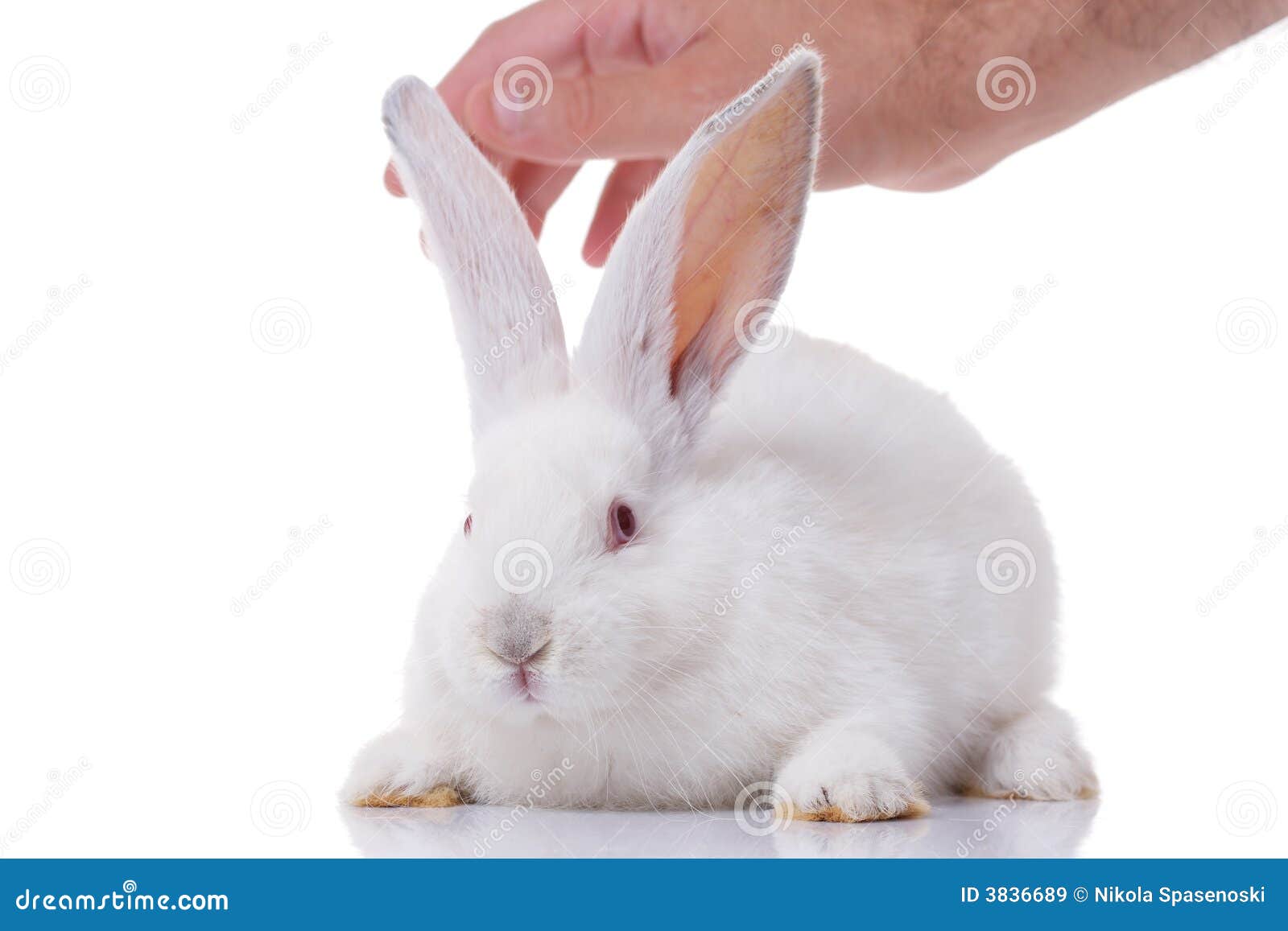 Lapin blanc et une main image stock. Image du mignon, fourrure - 3836689