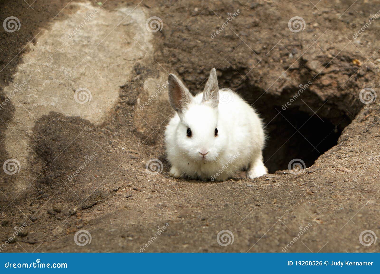 Lapin Blanc Mignon Quittant Le Terrier Photo stock - Image du ressort ...
