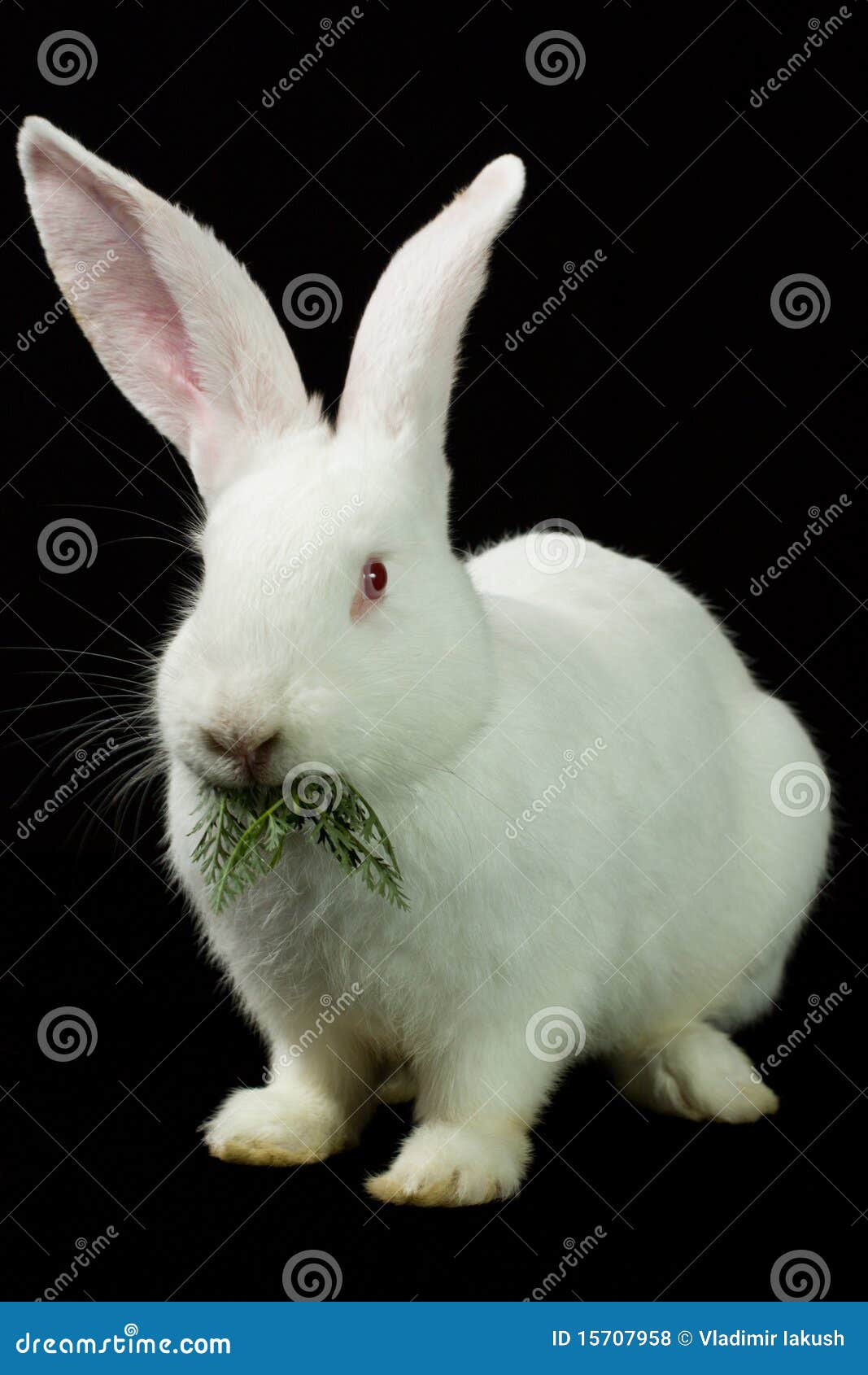 Lapin Blanc Sur Un Fond Noir Photo stock - Image du cheveu, poilu: 15707958