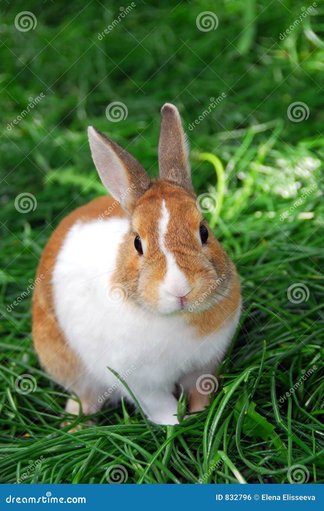 Lapin de lapin photo stock. Image du doux, lapins, regarder - 832796