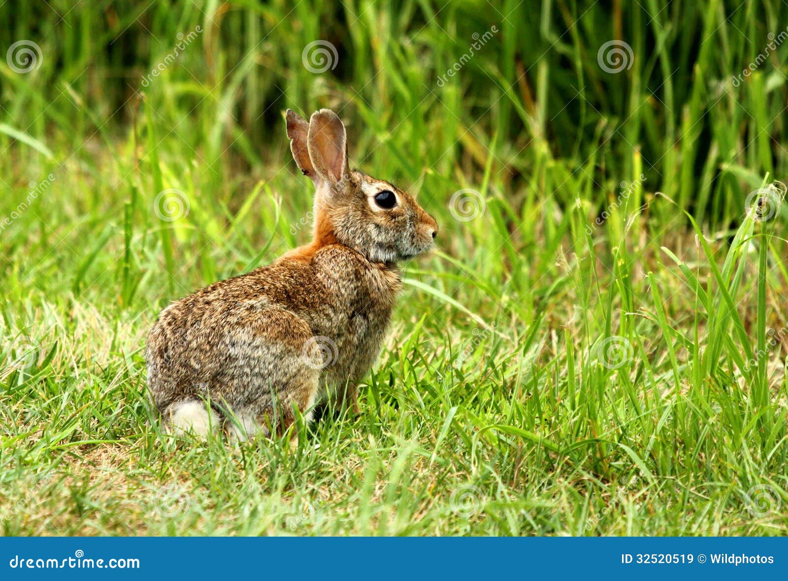 Lapin de lapin sauvage image stock. Image of brun, gibier - 32520519