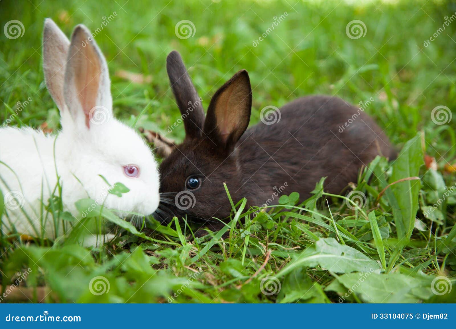 Lapin De Lapins Mignon Sur L'herbe Image stock - Image du prairie ...
