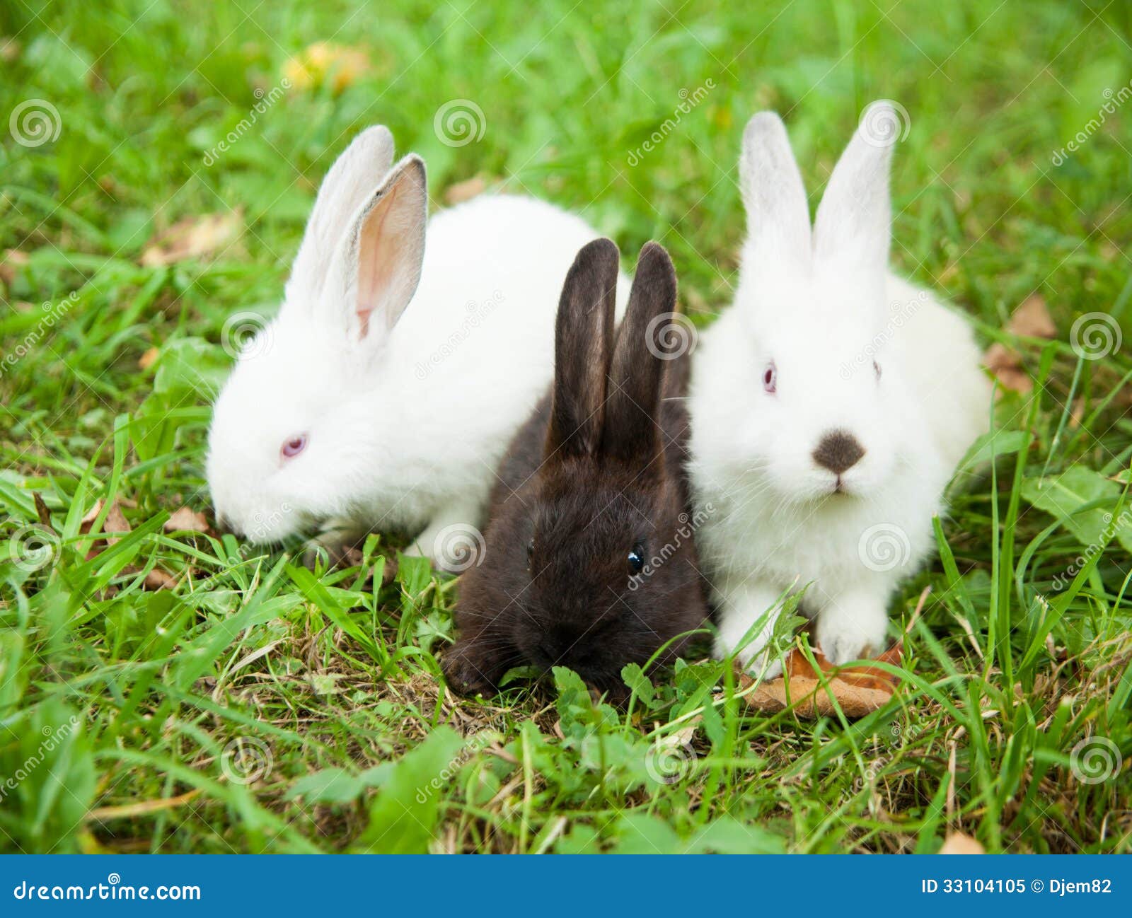 Lapin De Lapins Mignon Sur L'herbe Image stock - Image of événement ...