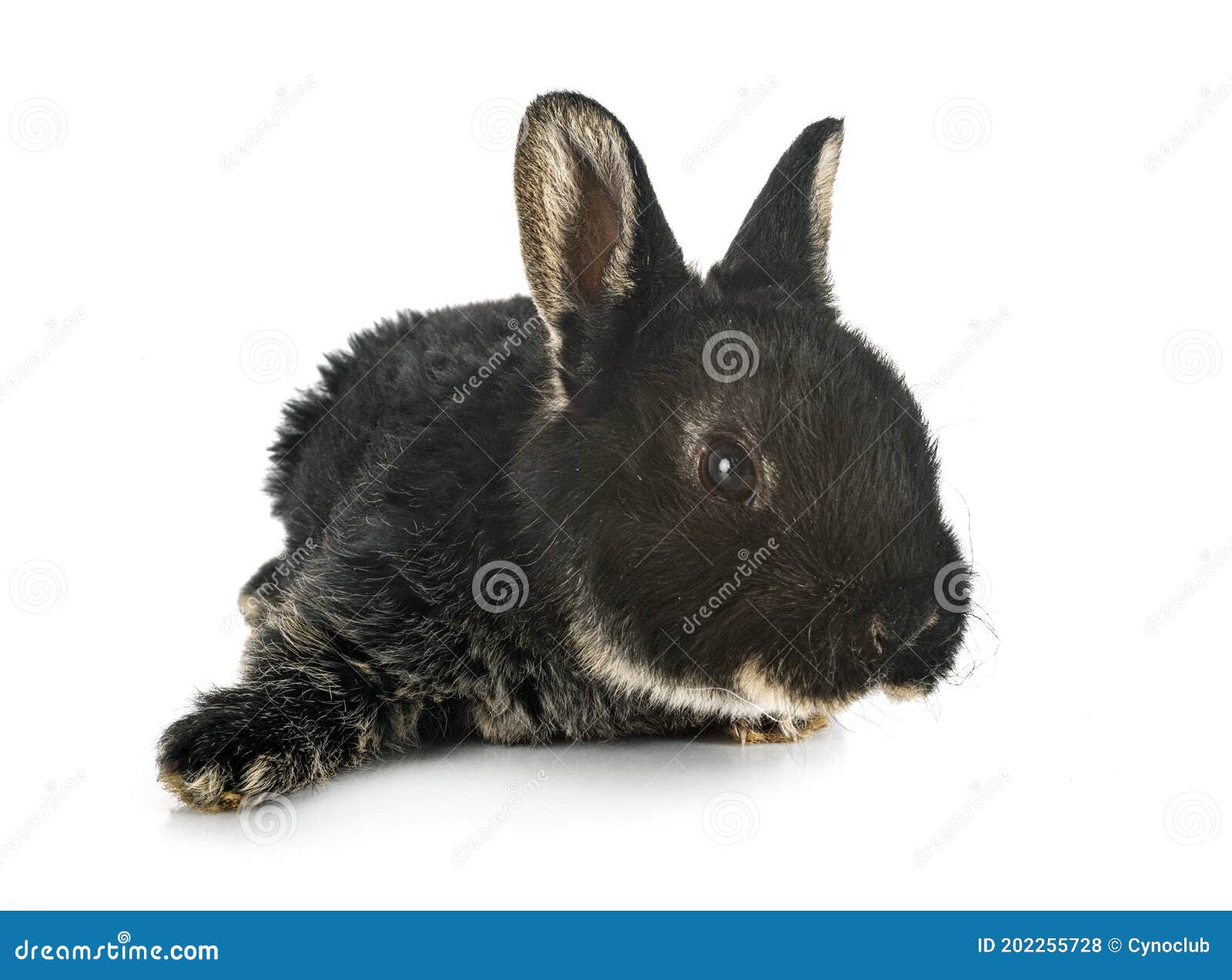 Lapin De Rex Dans Le Studio Photo stock - Image du animal, fond: 202255728