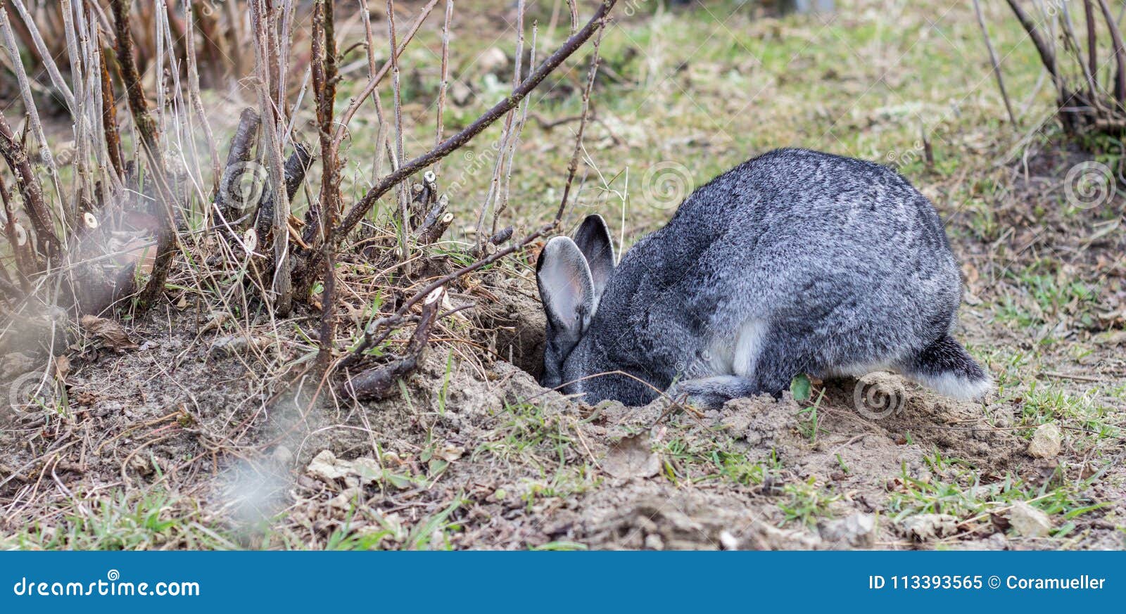 Lapin en terrier de lapin image stock. Image du poilu - 113393565