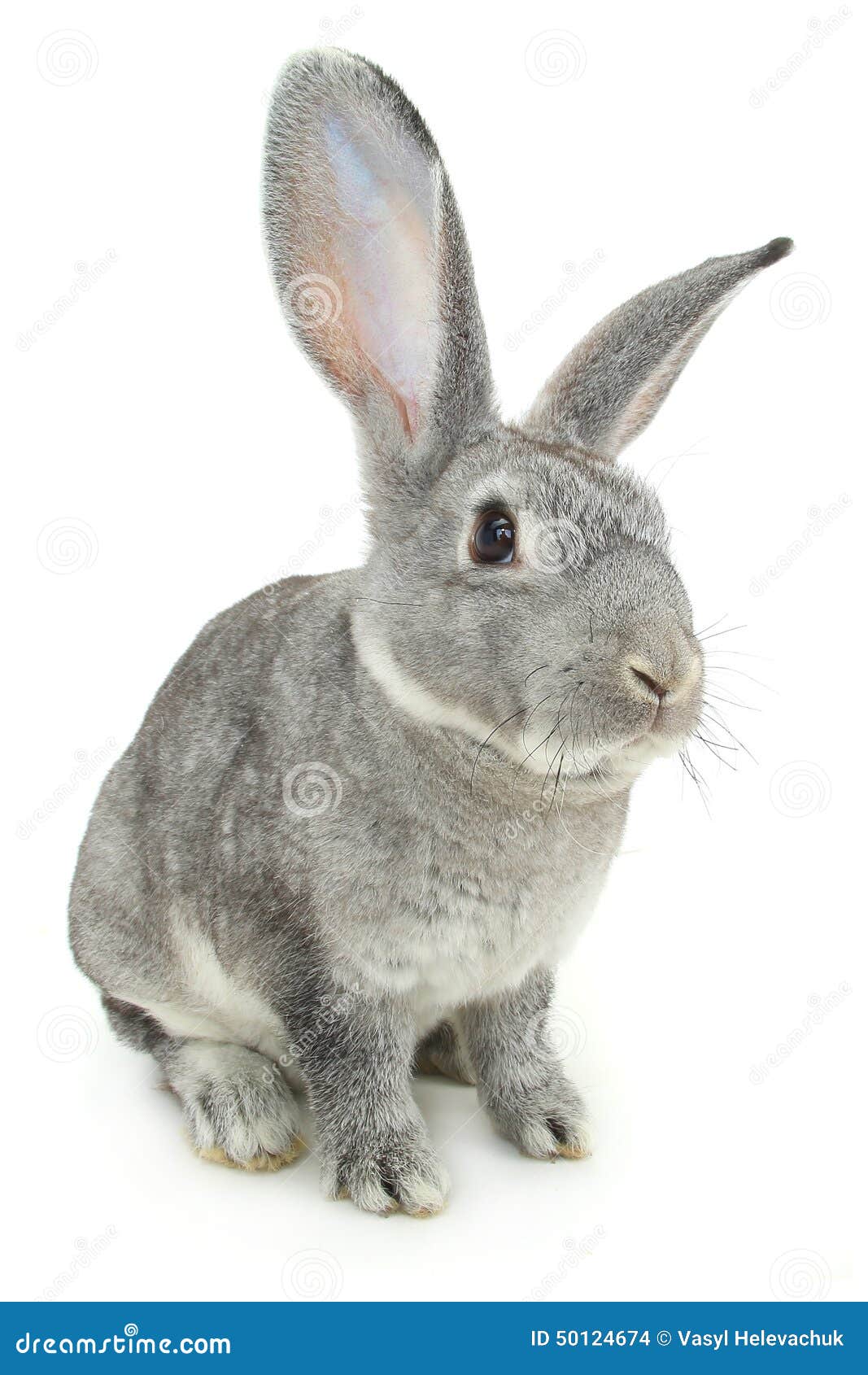 Lapin gris photo stock. Image of jeune, lapin, docile - 50124674