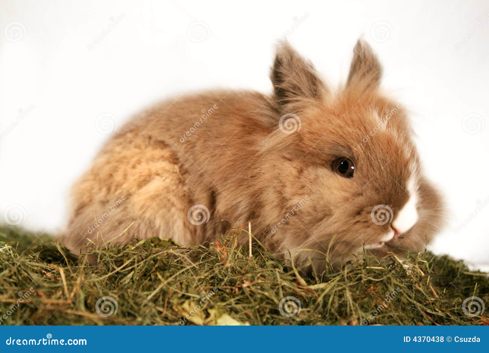 Lapin nain photo stock. Image du lièvres, minuscule, doux - 4370438
