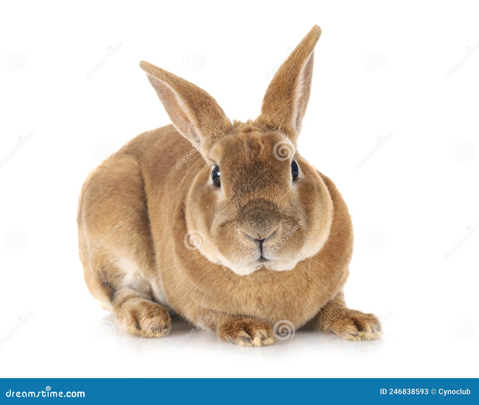 Lapin rex en studio image stock. Image du animal, blanc - 246838593