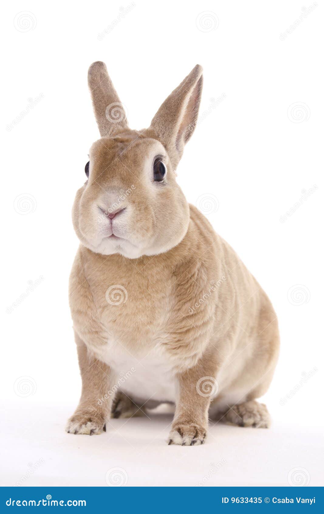 Lapin rouge image stock. Image du oreille, petit, brun - 9633435