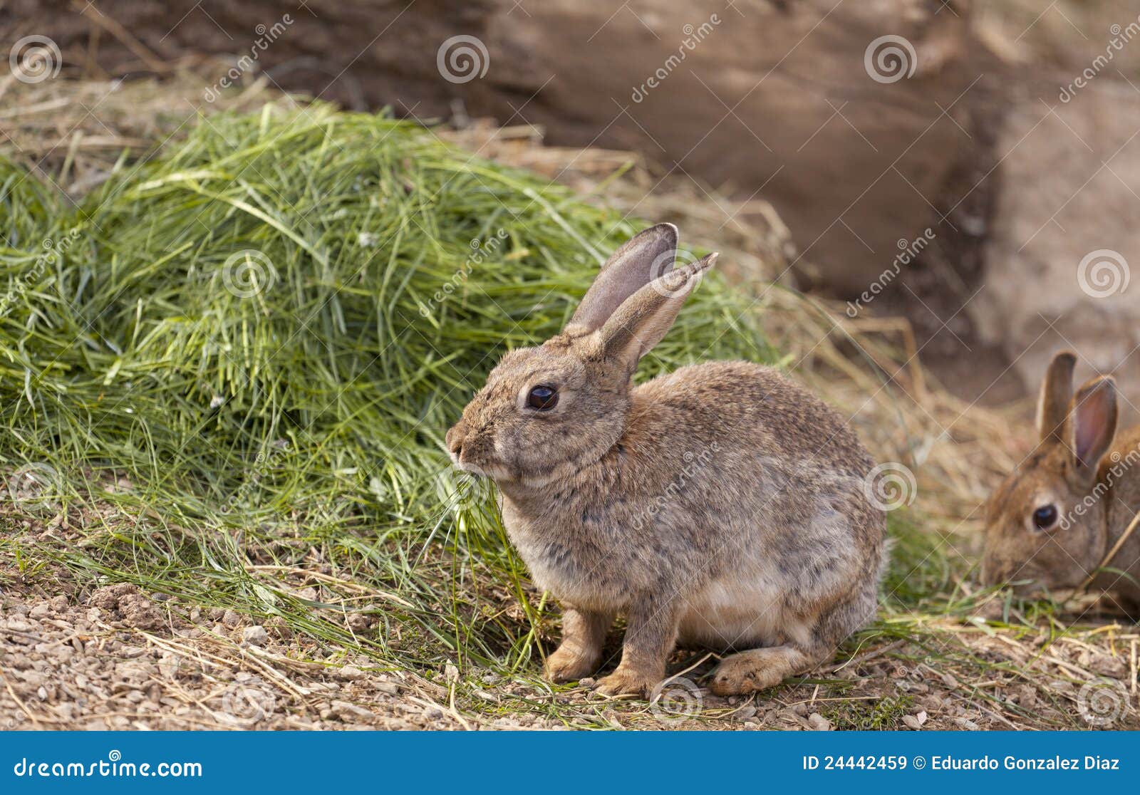 Lapin Sauvage Picture. Image: 24442459