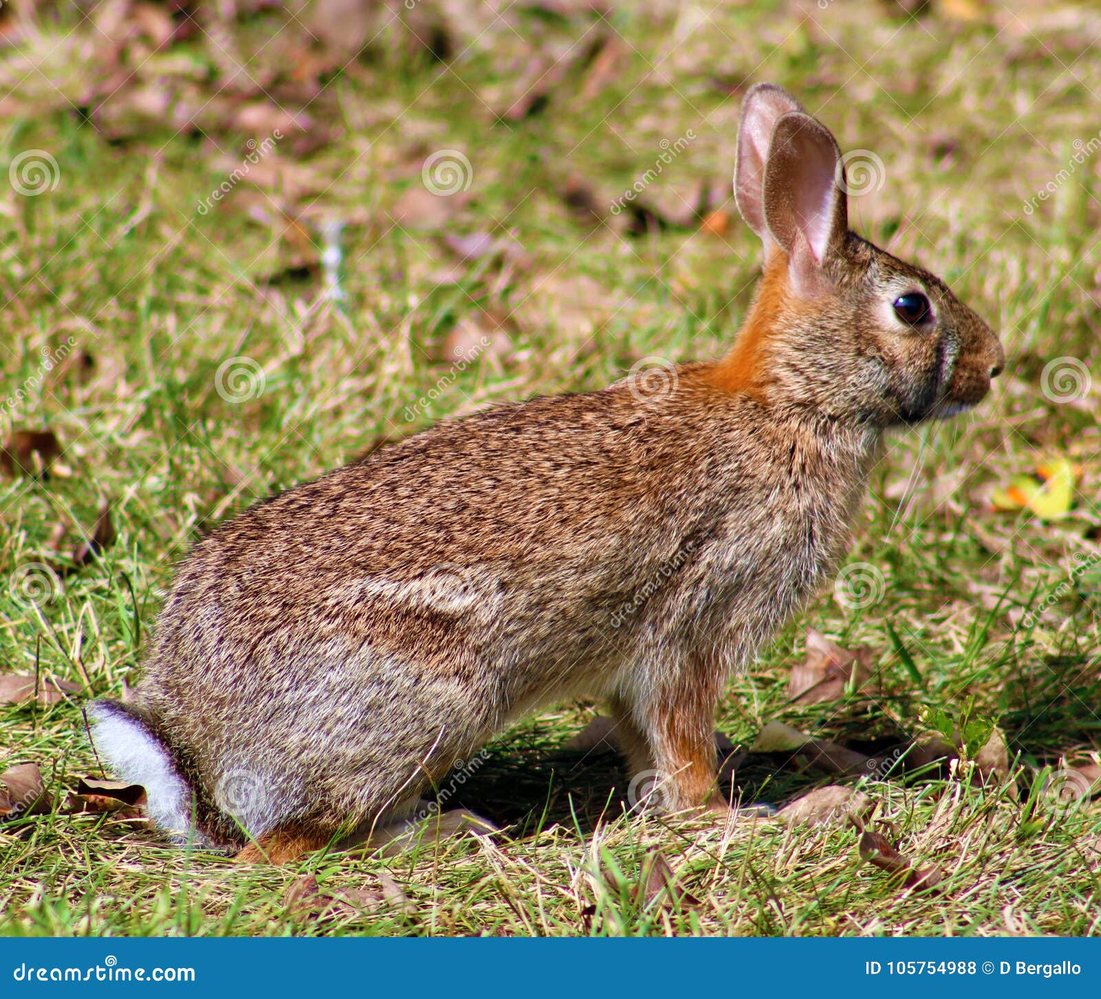 Lapin Sauvage Dans Le Lapin De Brun Du Michigan Photo stock - Image du ...